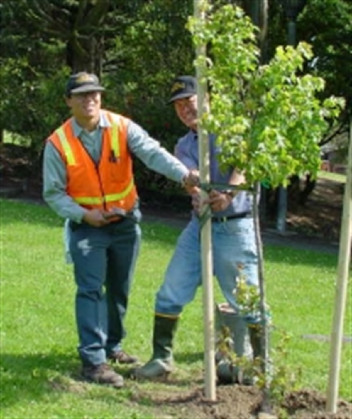 Free Tree Program - City of South San Francisco